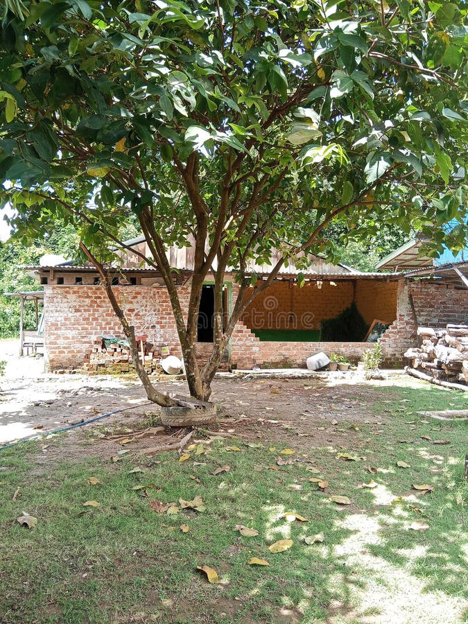 Tree behind the house stock photo. Image of tree, garden - 353452162