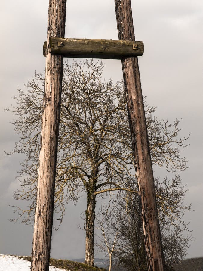 A Tree Behind an Utility Pole Stock Photo - Image of beautiful, trees ...