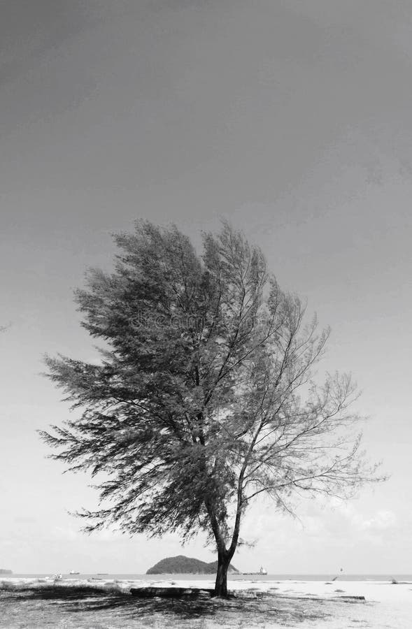 Tree being alone stock image. Image of alone, tree - 177777057