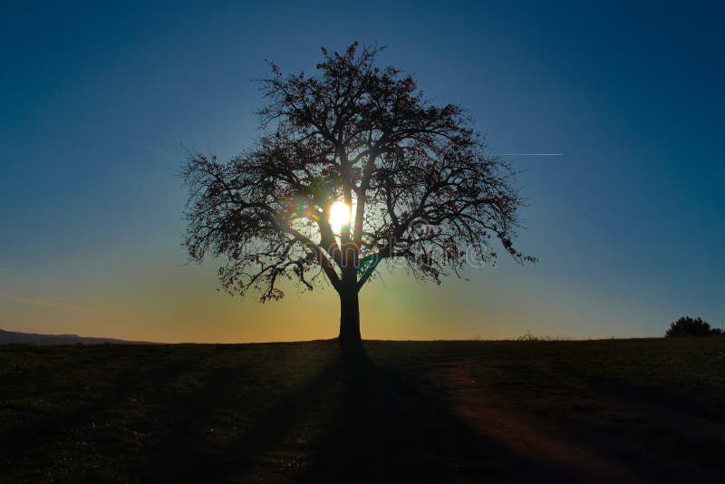 Tree Being Back Lit by the Sun Stock Photo - Image of grass, casting ...