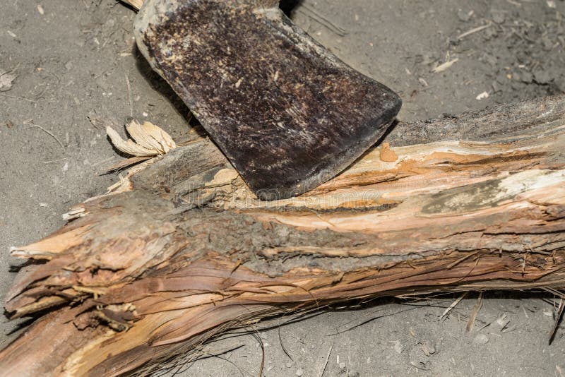 A Tree is Being Cutting Down by a Traditional Axe Stock Photo - Image ...