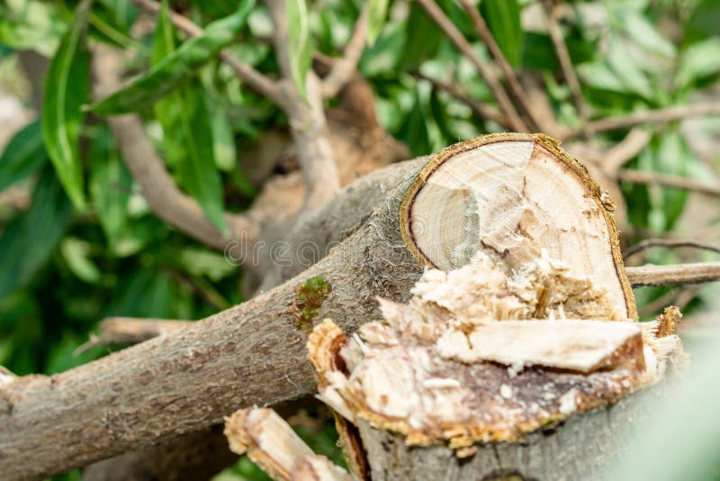 A Tree is Being Cutting Down by a Traditional Axe Stock Image - Image ...