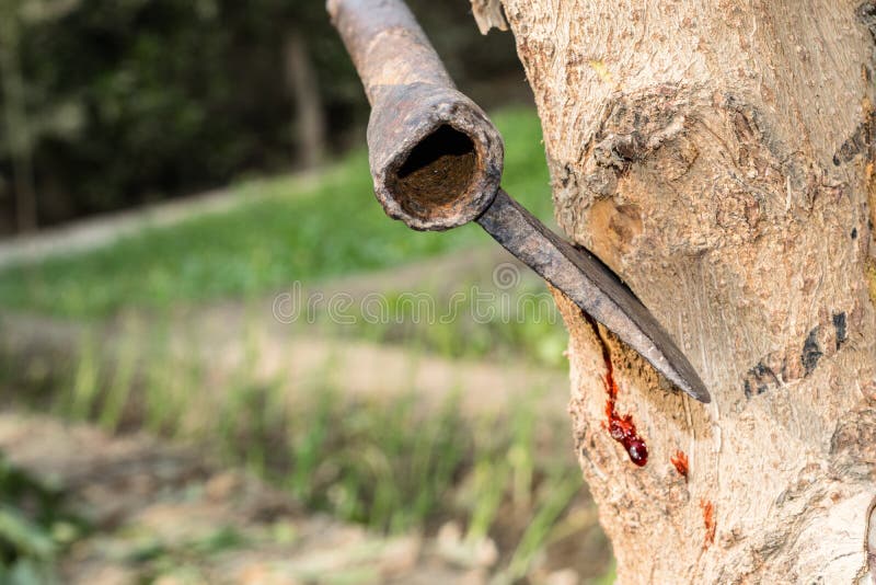 A Tree is Being Cutting Down by a Traditional Axe Stock Image - Image ...