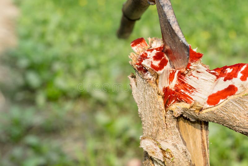 A Tree is Being Cutting Down by a Traditional Axe Stock Photo - Image ...