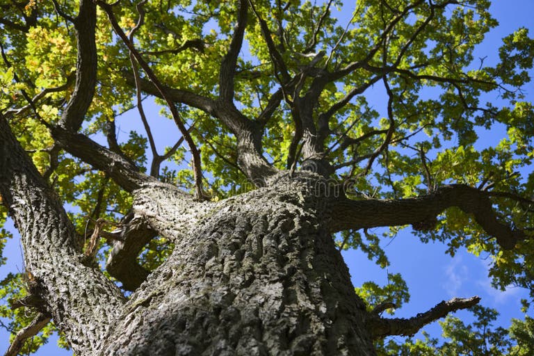 Tree from below stock photo. Image of bark, leaf, beautiful - 10803532