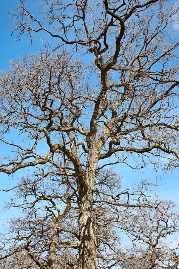 Tree from below stock photo. Image of bark, leaf, beautiful - 10803532 Tree from below stock photo. Image of bark, leaf, beautiful - 10803532