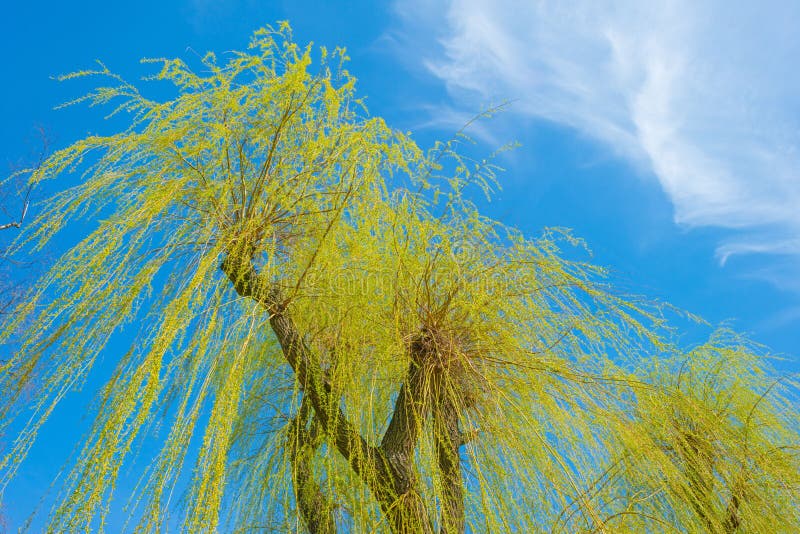 Tree Below a Blue Sky in Spring Stock Photo - Image of spring, tree ...