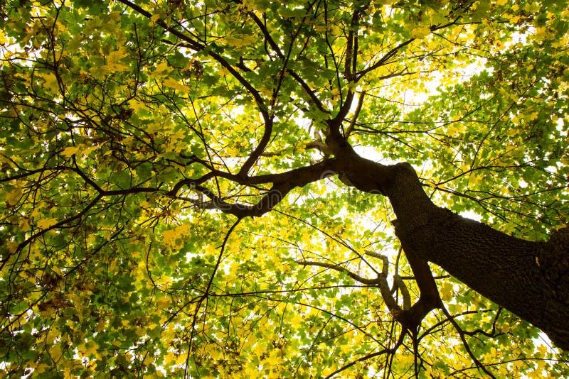 Fall maple trees stock image. Image of canopy, gold, color - 3478139