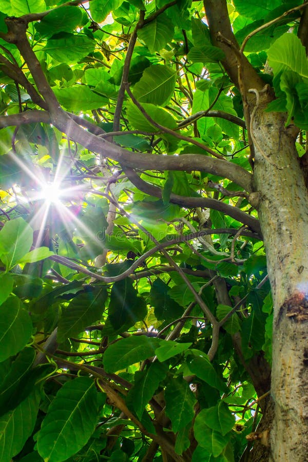 The Tree from Below and Light of the Sun. Stock Photo - Image of tree ...
