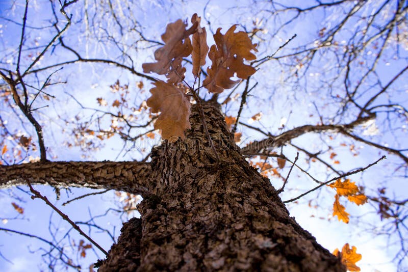 Tree from Below stock photo. Image of blue, outdoors - 88098570