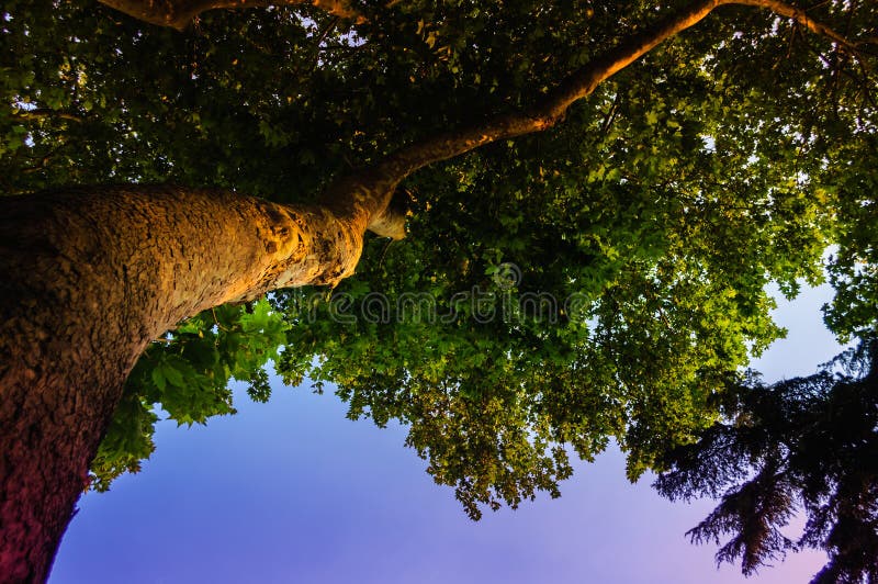 Tree from Below in Sunset Sky Stock Image - Image of leaves, brown ...