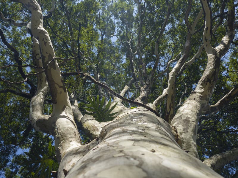 Tree from below. stock image. Image of outdoor, foliage - 180871531