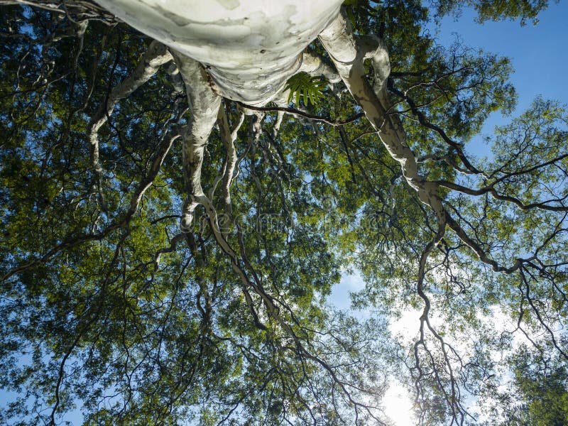 Tree from below. stock photo. Image of beautiful, giant - 180871528