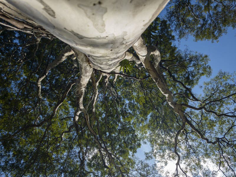 Tree from below. stock image. Image of shadow, looking - 180871541