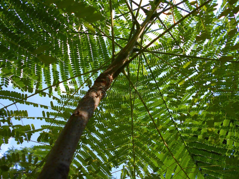 Guar Tree Stock Photos - Free & Royalty-Free Stock Photos from Dreamstime