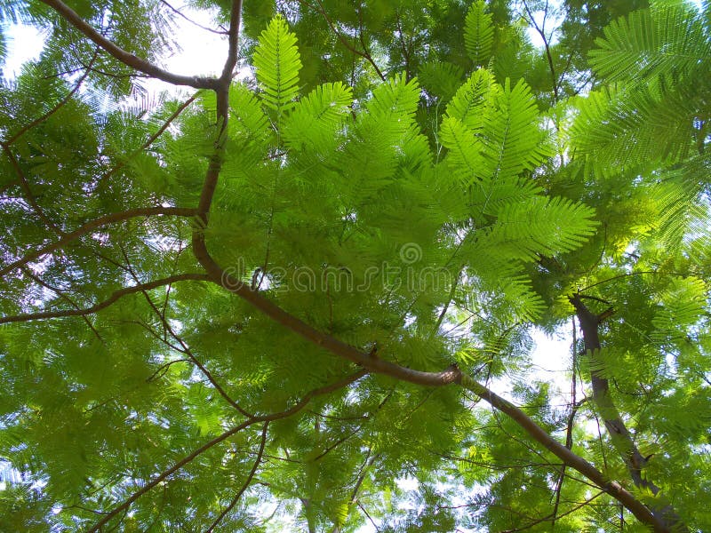 Guar Tree Stock Photos - Free & Royalty-Free Stock Photos from Dreamstime