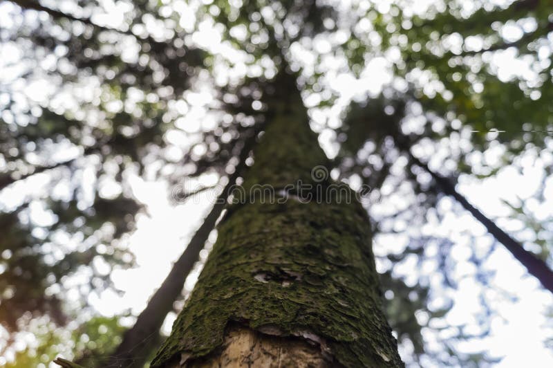 Tree from below stock image. Image of high, light, natural - 100982791 Tree from below stock image. Image of high, light, natural - 100982791