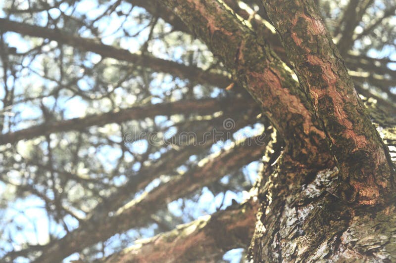 Tree from below stock image. Image of tree, view, nature - 145604879