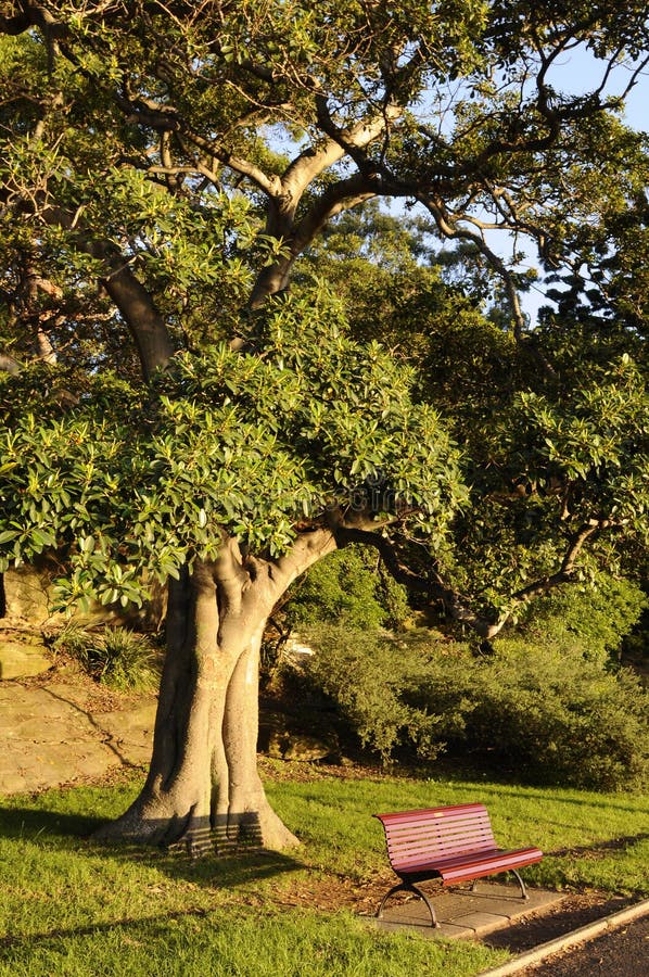 Tree and Bench stock photo. Image of bench, color, sydney - 14462014
