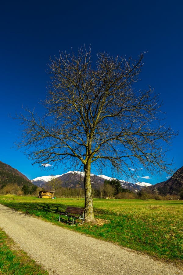 Tree and a bench stock photo. Image of leaves, rest, mist - 39518522