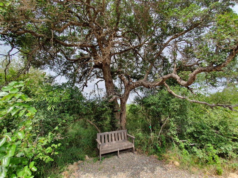 Tree and bench stock photo. Image of bush, bench, nature - 146278486