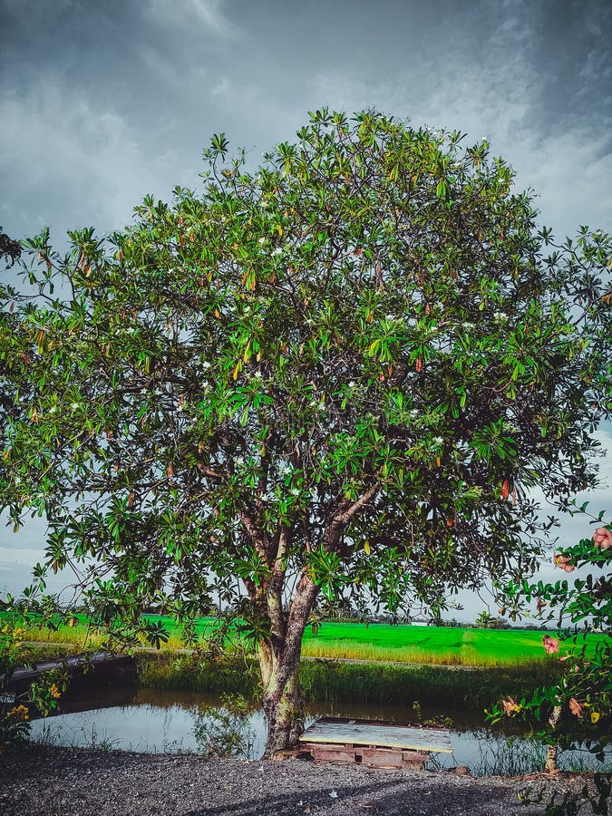 Tree and Bench by the River and Paddy Field at Perlis Stock Photo ...