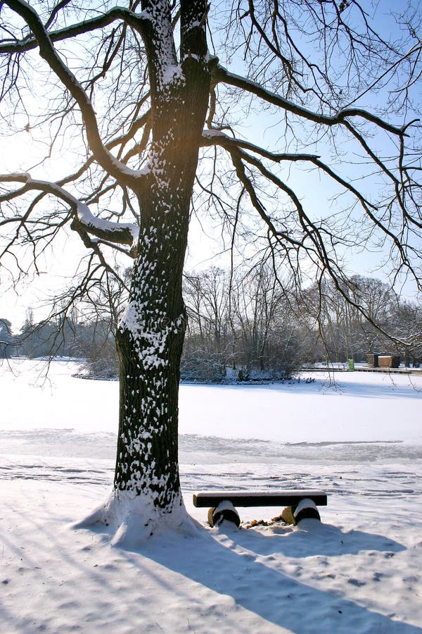 Tree and Bench Under the Snow Stock Image - Image of outdoors, white ...