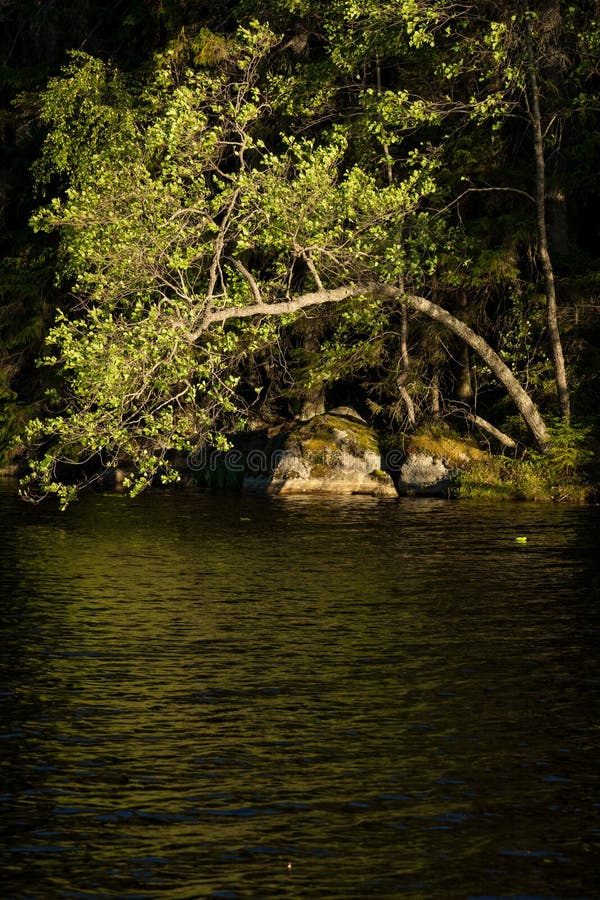 Tree Bend Over Water in Forest Lake Stock Image - Image of edge, warm ...