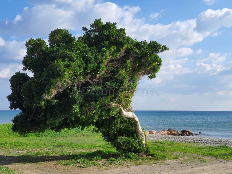 Tree Bending from the Air at Larnaca Bay in Cyprus Island Stock Photo ...