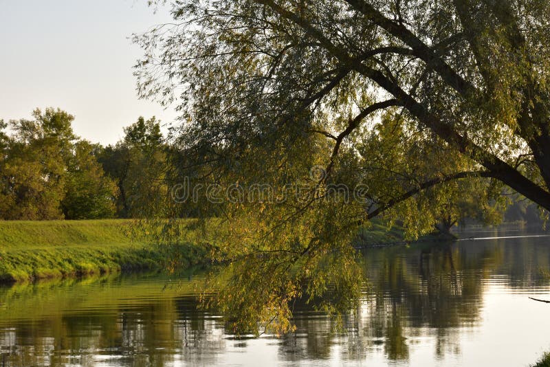 Tree over water stock photo. Image of countryside, foliage - 129355864
