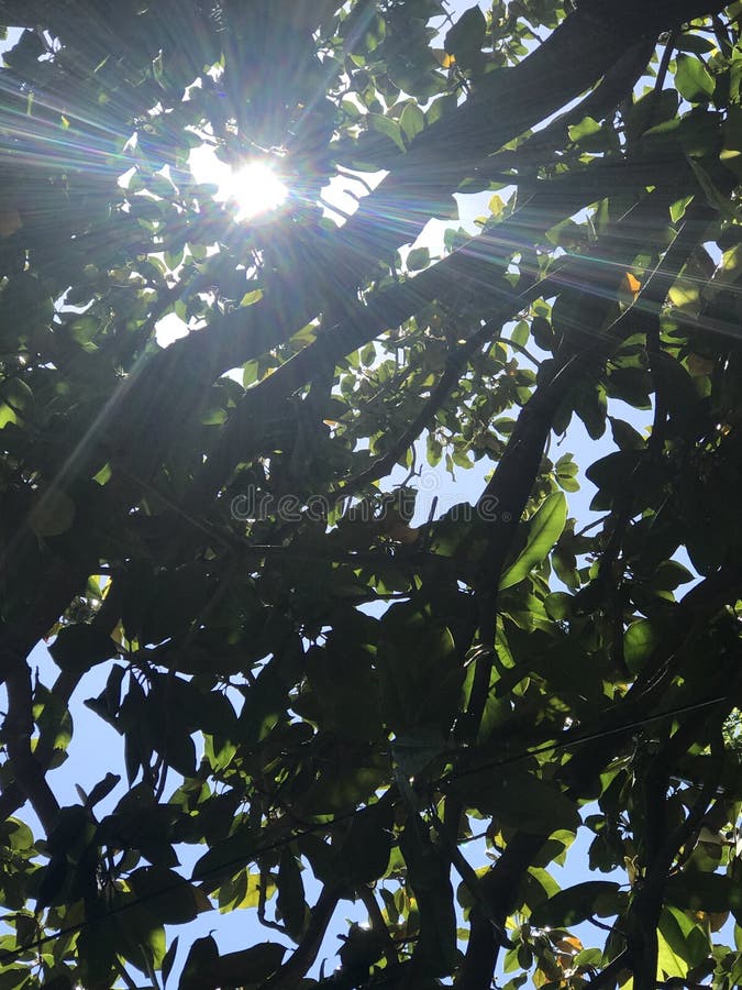 Tree from Beneath stock image. Image of tree, sunshine - 96061285