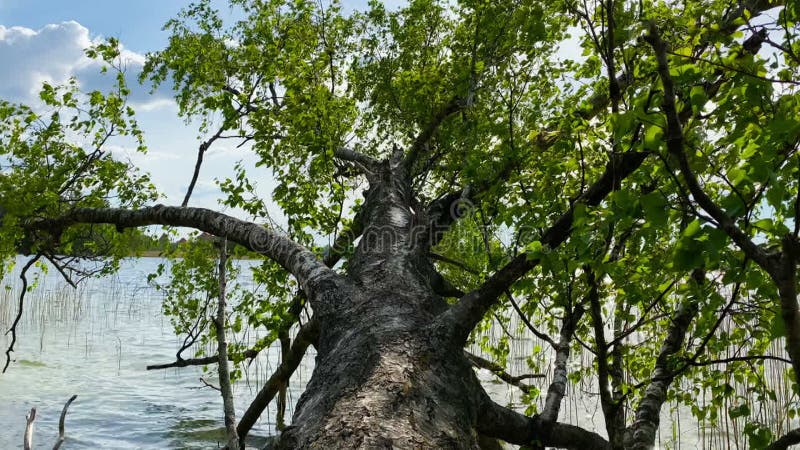Tree Bent Over the Lake, Spring Landscape Stock Footage - Video of pond ...