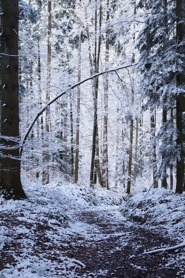 Tree Bent Over Walking Path on Snowy Day Stock Image - Image of walking ...