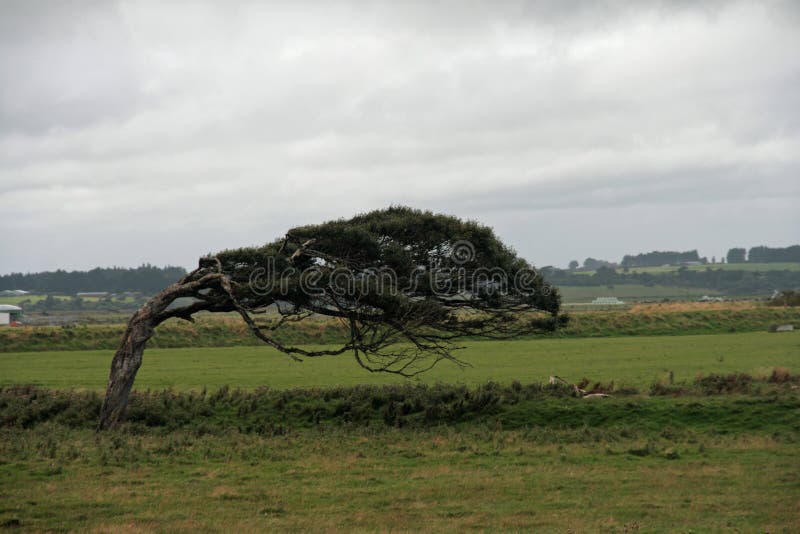 Tree stock photo. Image of awry, wind, angle, trunk, stem - 74761864