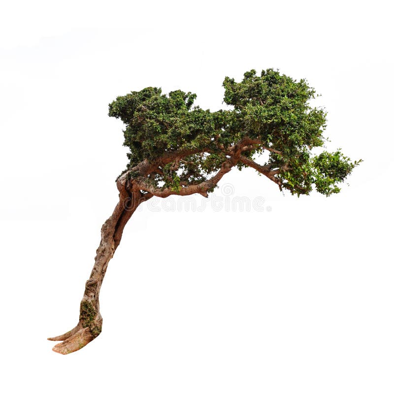 Tree Bent by the Wind Isolated on White Background Stock Image - Image ...