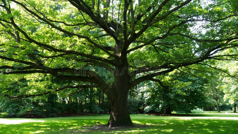 Tree in berlin tiergarten stock image. Image of season - 32905315