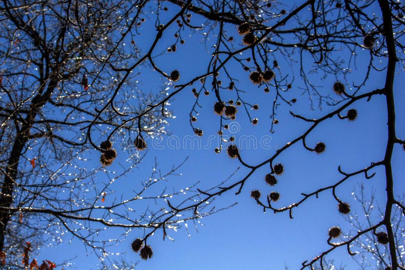 Tree Berries Branches Blue Sky Scene Stock Photo - Image of blue ...