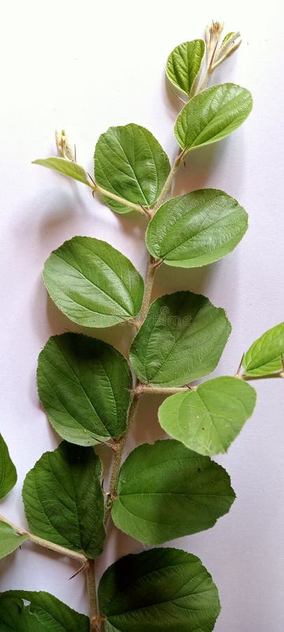 A Tree or Bidara Leaf that is Multifunctional in Treating Various ...