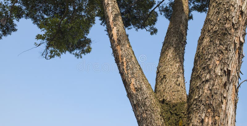 Bifurcated Trunks Stock Photos - Free & Royalty-Free Stock Photos from ...