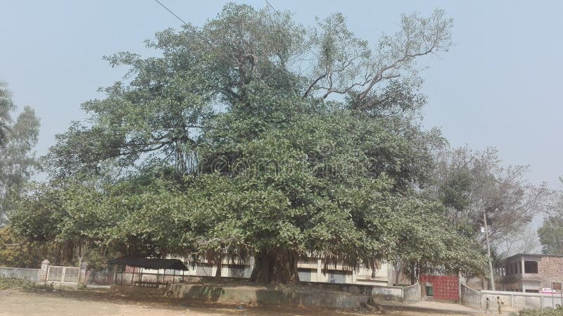 Tree stock photo. Image of tree, phulbari, thisis, dinajpur - 111754312