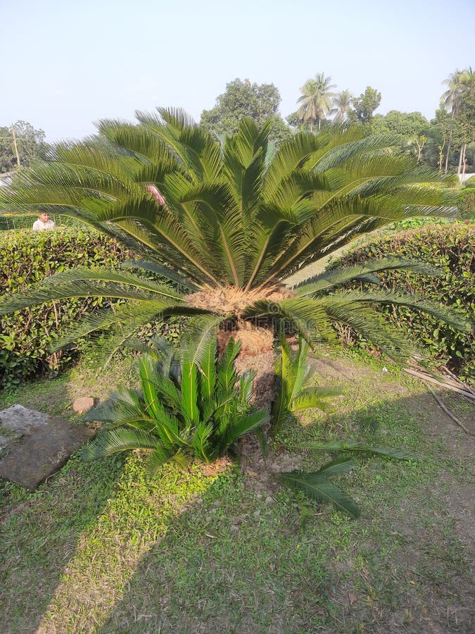 Cicus Tree Stock Photos - Free & Royalty-Free Stock Photos from Dreamstime