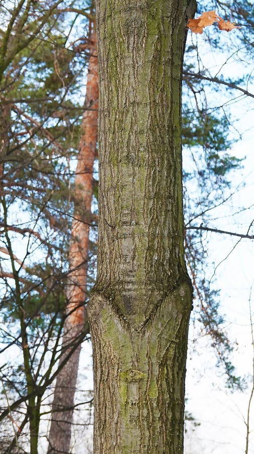 A Tree with a Big Human Eye Stock Image - Image of demon, frightening ...