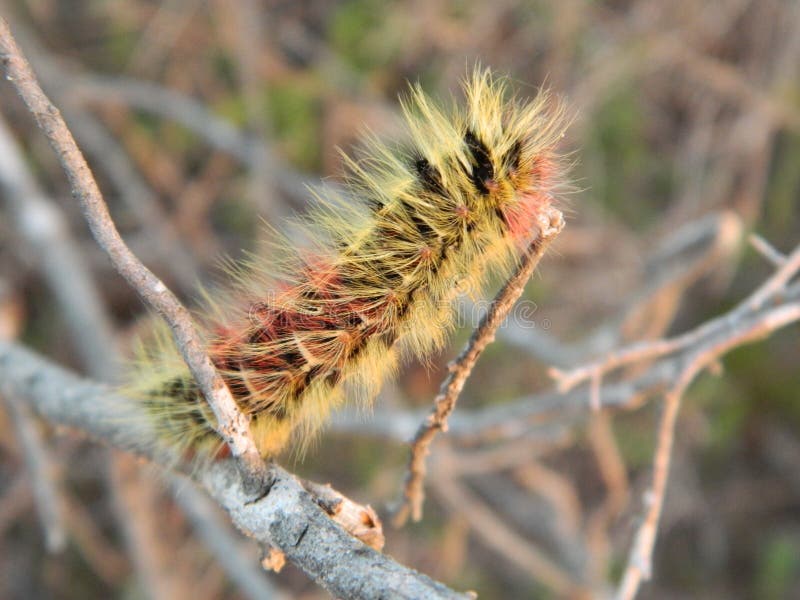 Big larva stock image. Image of larva, hairy, tree, hair - 128665083