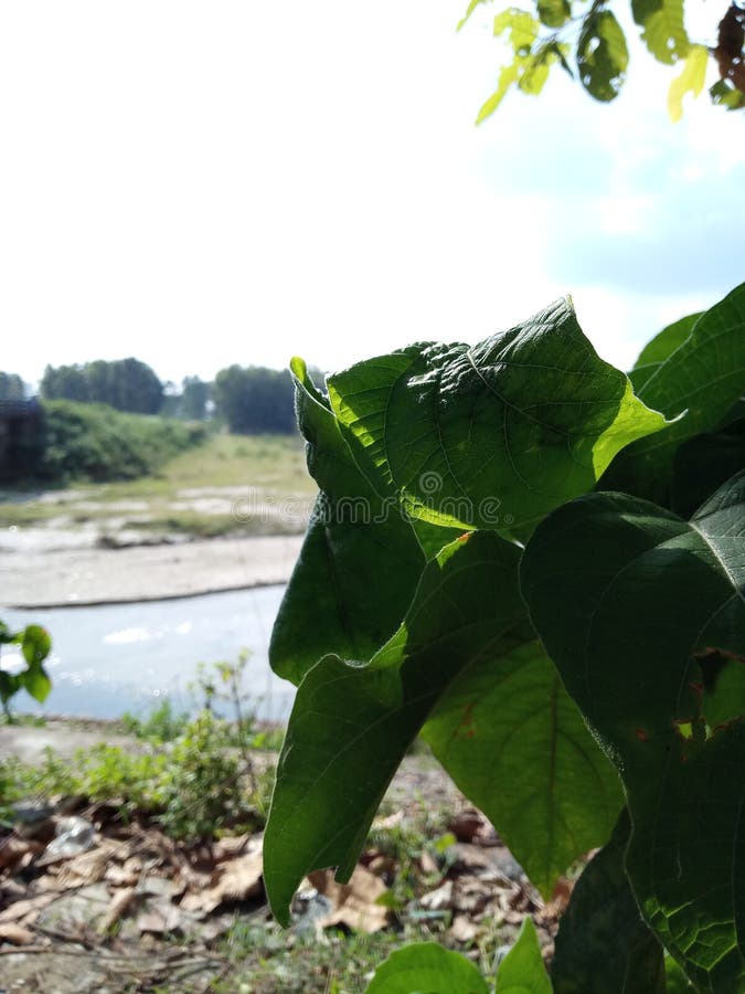 Tree and Big Leaf in the Forest Stock Image - Image of leaf, green ...