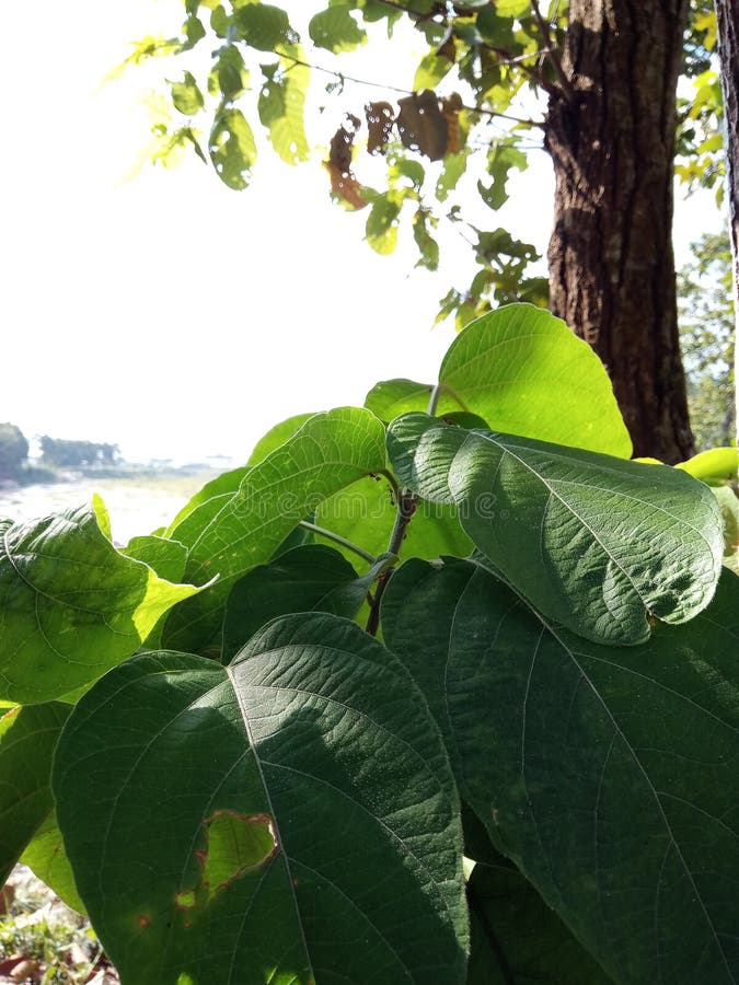 Tree and Big Leaf in the Forest Stock Image - Image of showing, full ...