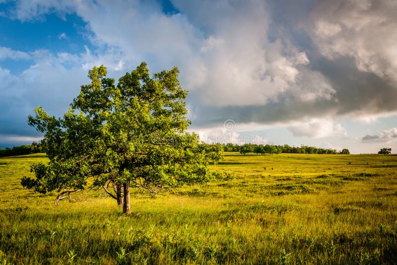 Tree in Big Meadows, in Shenandoah National Park, Virginia. Stock Photo ...