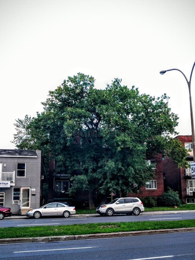 Tree stock image. Image of tree, quebec, montreal, canada - 76231659