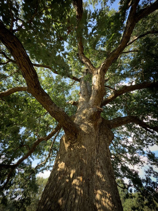 Tree stock image. Image of park, blue, beautiful, nature - 338619633
