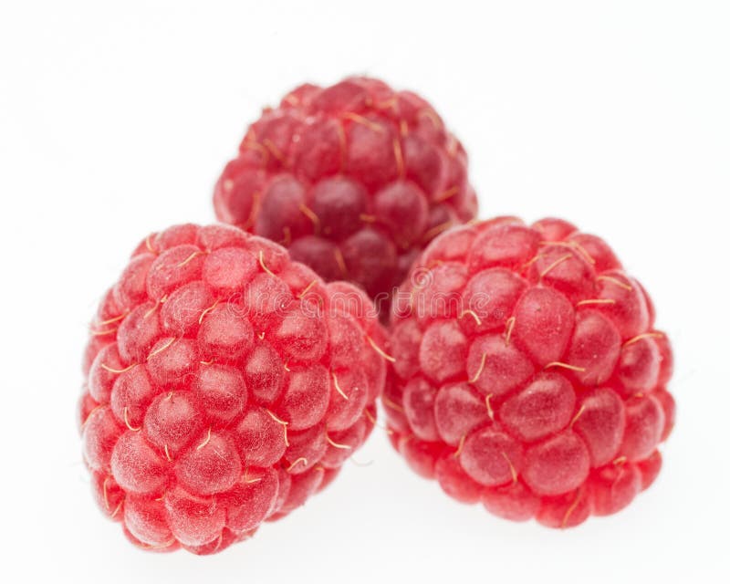 Tree big red raspberries stock photo. Image of tasty - 41843874