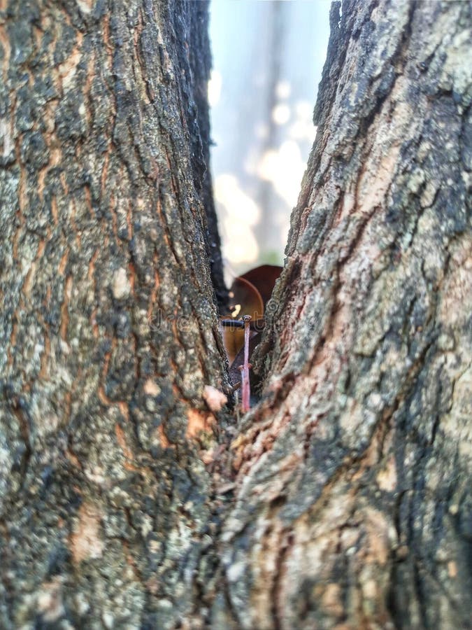 Tree Big Red Shoots Fiber Tree Bark Stock Image - Image of tree, fiber ...